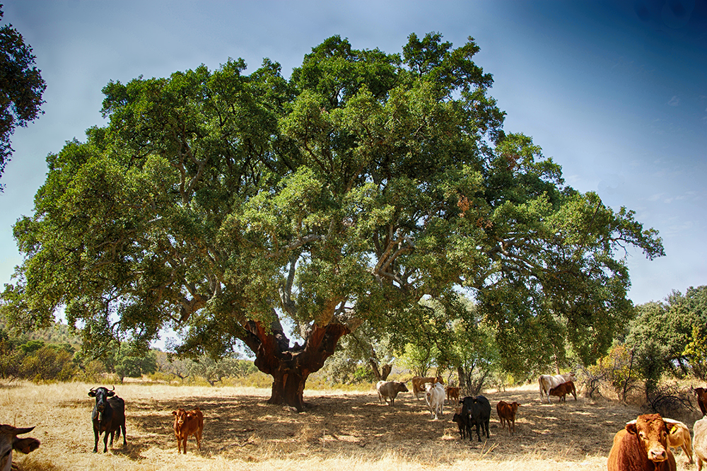 secondgradeAmazing : EL ALCORNOQUE