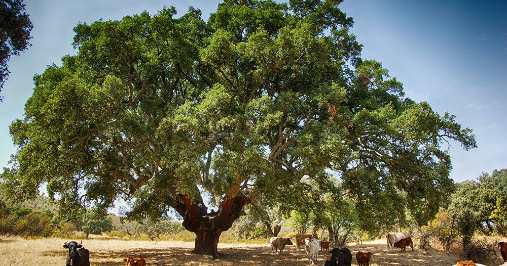 secondgradeAmazing : EL ALCORNOQUE