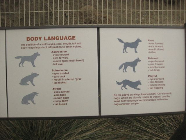 What Do I Know?: Some Acacia Seeds Germinate Only After Passing Through A Giraffe's Digestive System