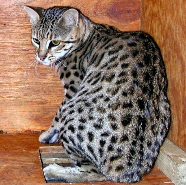 12 Kucing Bermotif Macan Tutul | All About Cats