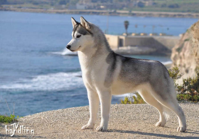 Allevamenti del Siberian Husky: •Kalayaan's Kennel