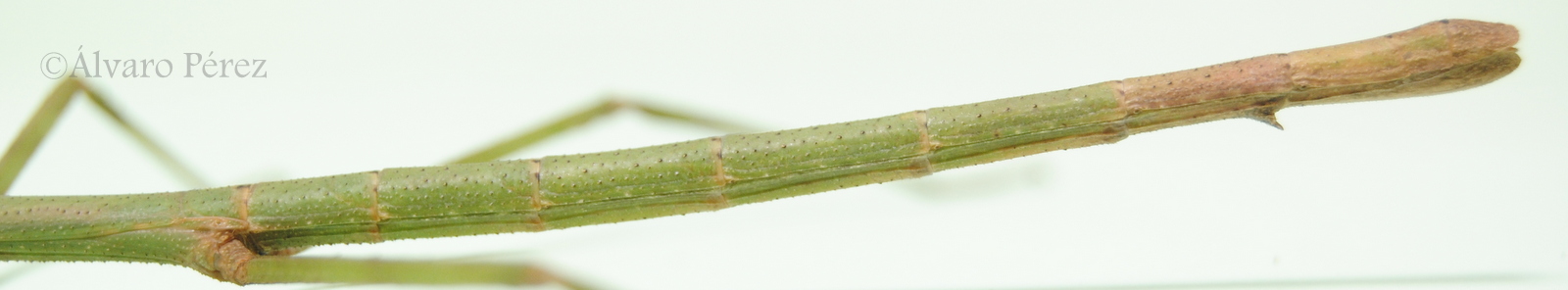 CLONOPSIS: Ramulus artemis