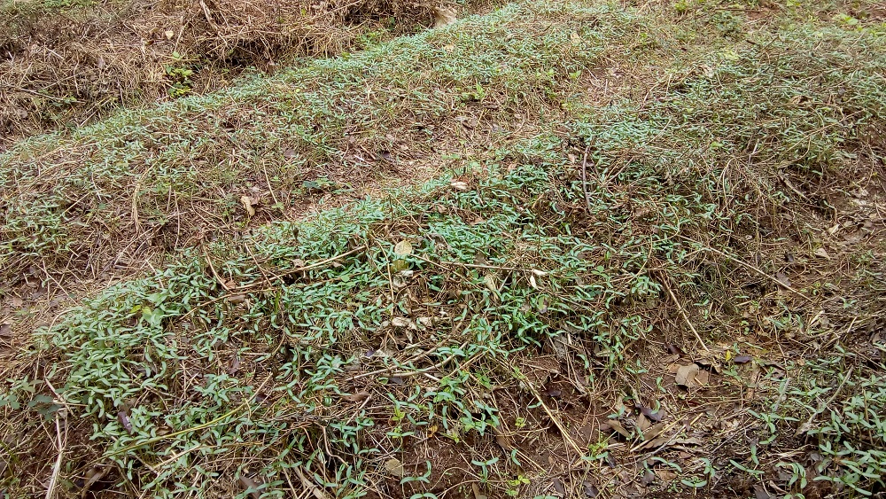 My Experiments With Farming: Sunhemp cover crop for root vegetables
