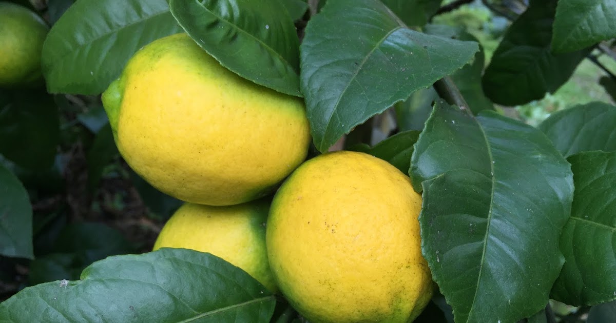 Citrus Enthusiast: New Season Lemons