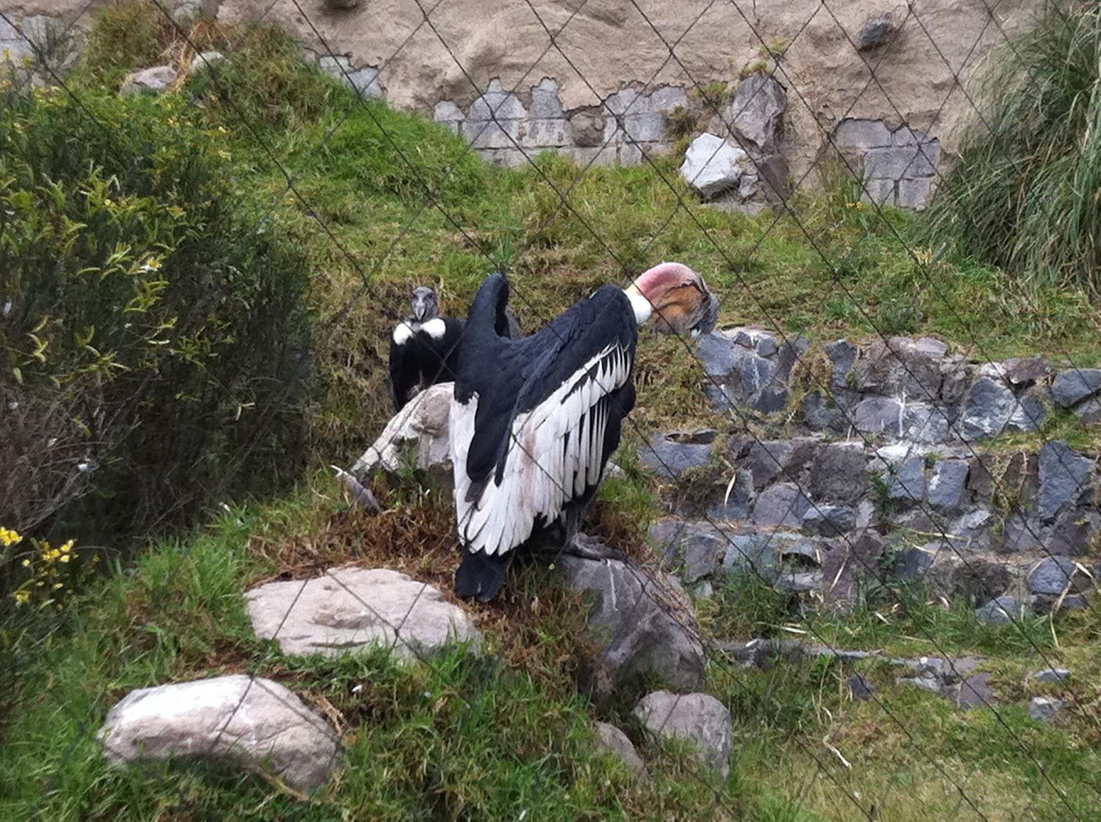 Día Nacional del Cóndor (07 Julio): Andrés Ortega, profesor USFQ, apoya ...