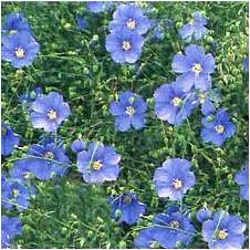 Plantas antiinflamatorias: Linaza