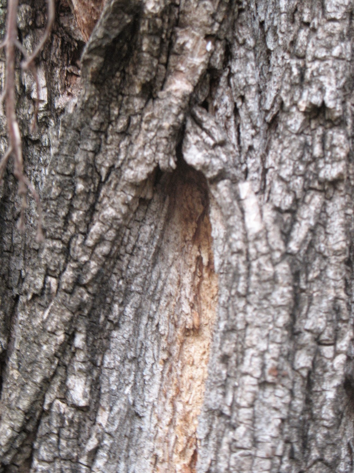 INTERFERENTE: Structuri scoarta copac