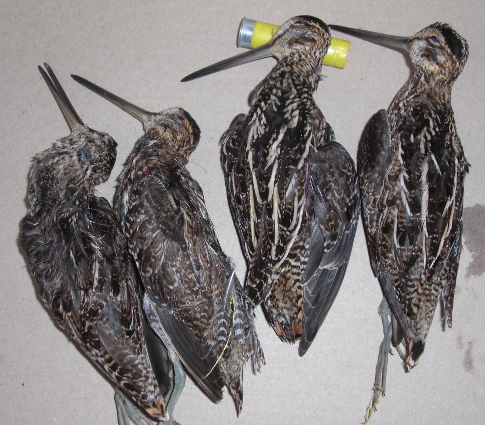 Lowcountry outdoors: Edisto River Snipe Hunt
