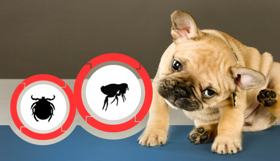Types of Flea & Tick Prevention