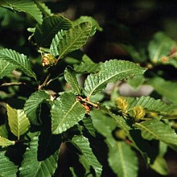 Paisajista Laila Huber: ÁRBOLES NATIVOS: Nothofagus nervosa o ...