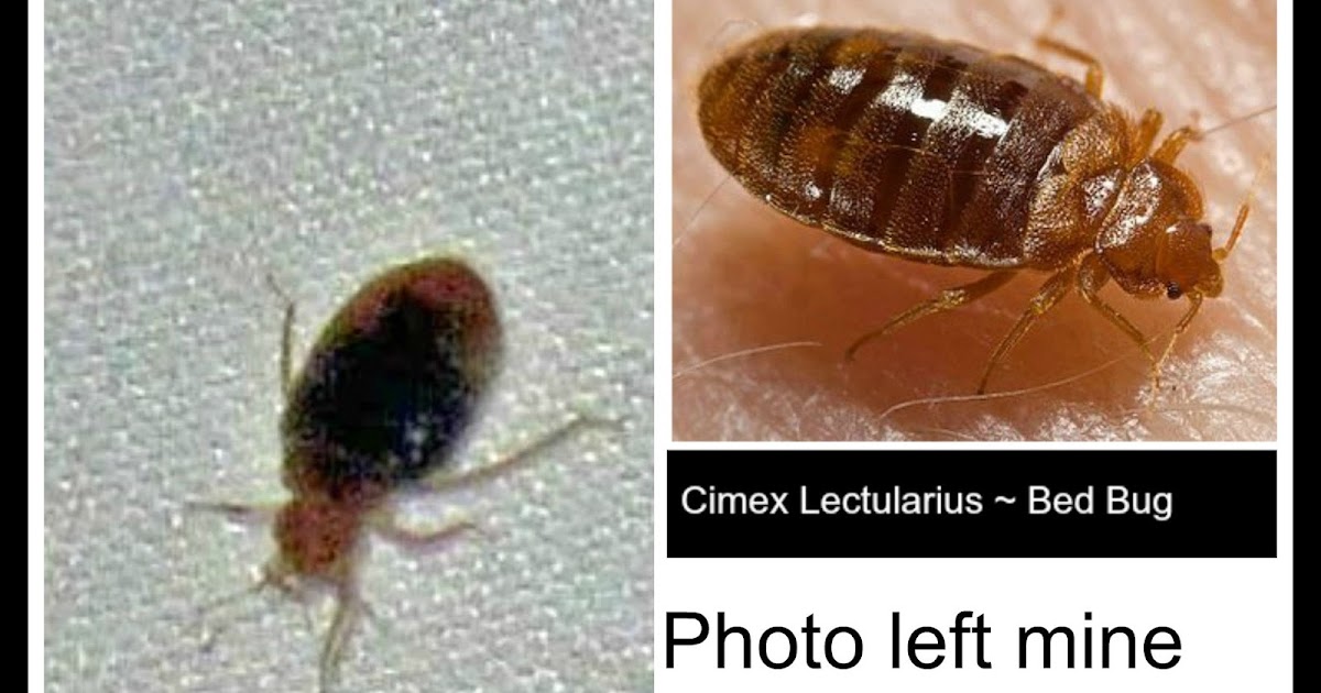 Hibiscus House: Bed Bugs: The Horror and Tips!