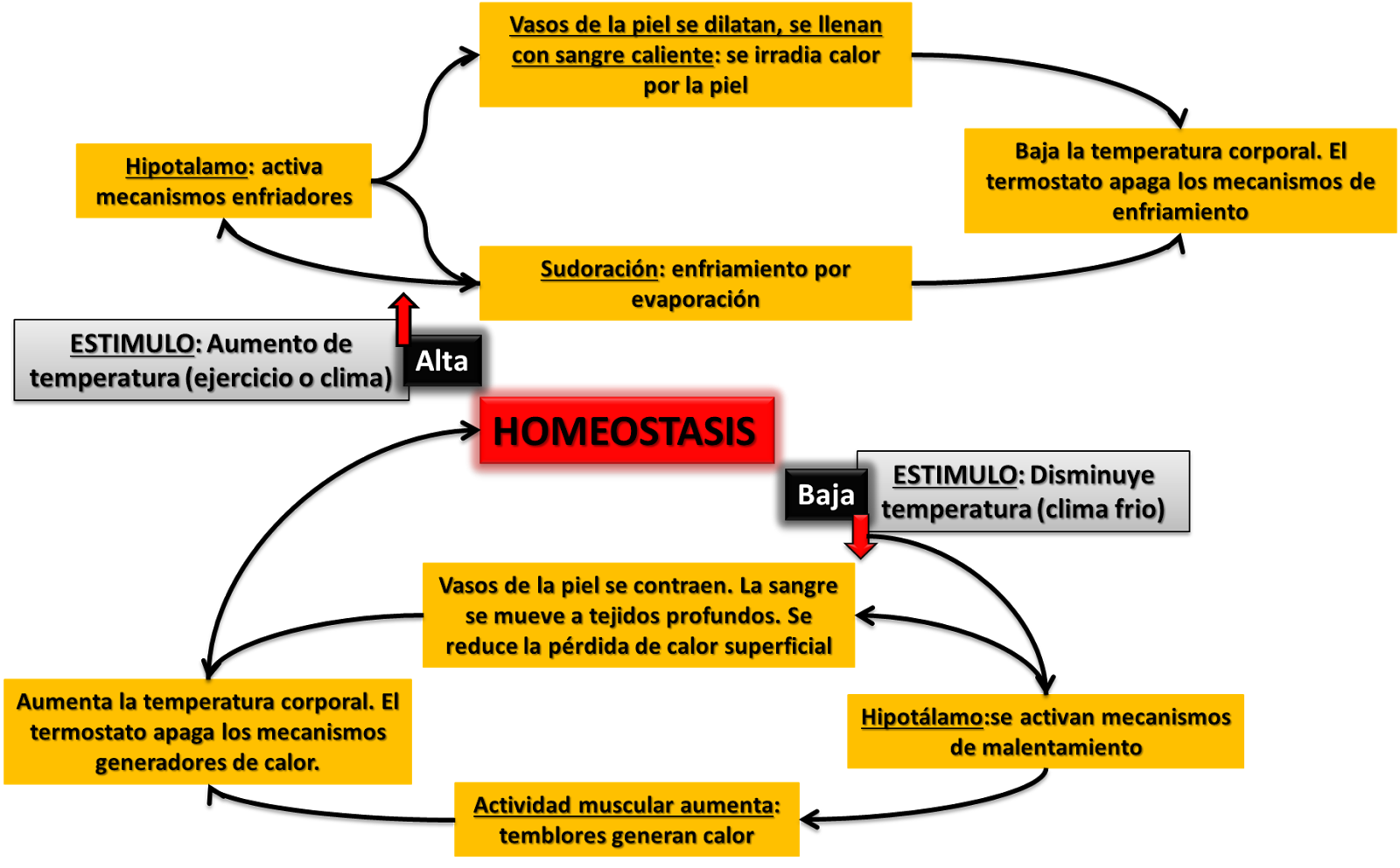 Fisiologia Basica: agosto 2013