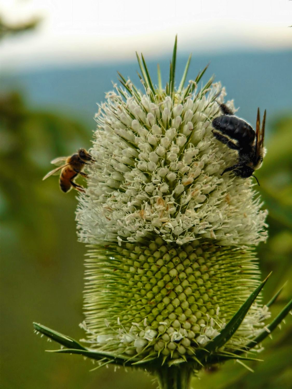 Oset, chwast też może być ozdobą!
