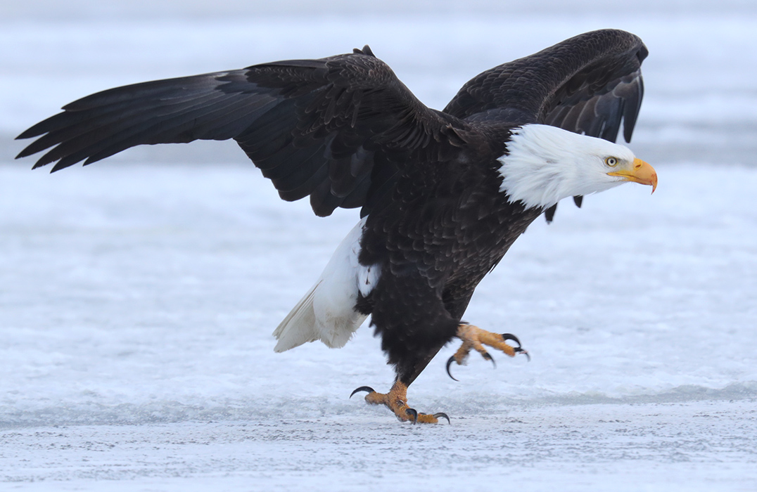 The Bruce Mactavish Newfoundland Birding Blog: Bald Eagle on The Run
