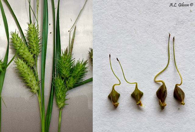 The Buckeye Botanist: Rare Sedge Discovery at Lawrence Woods