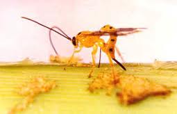 MUSUH ALAMI-PREDATOR: Predator dan parasitoid utama ulat pengorek batang