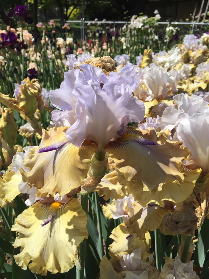 World of Irises: Exceptional Performers in a Lousy Bloom Season