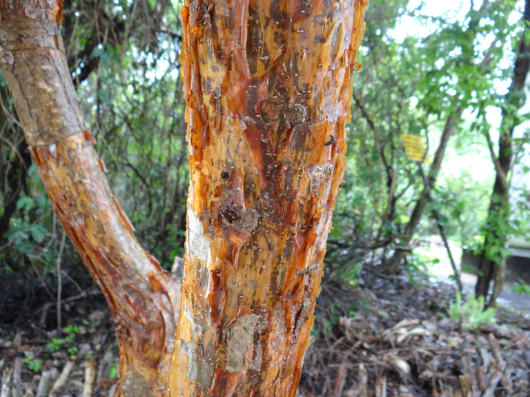 PLAAN : Ishpingo - Amburana cearensis