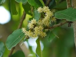 Health,Disease and Genetics: Khirni – fruit with high nutrition value