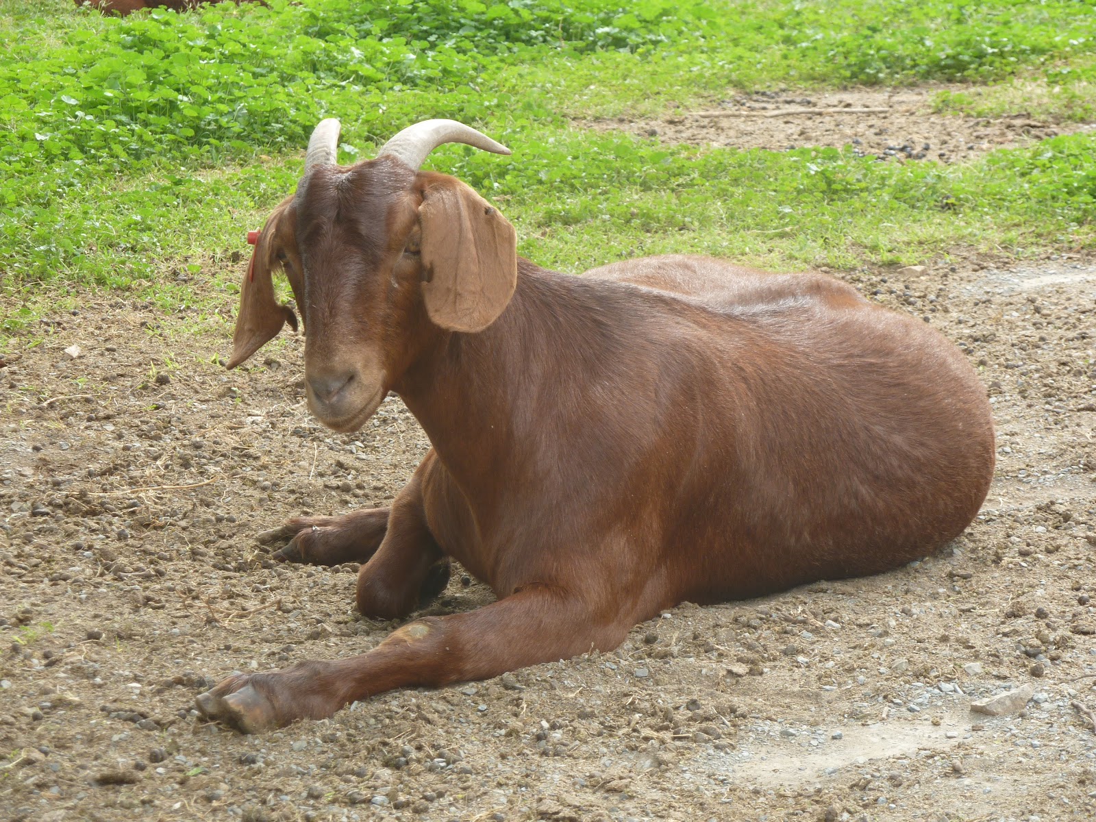 Becky Bowen Says. . .: Tollie's Goats