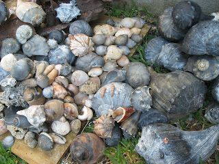 Ocracoke Island Journal: Seashells