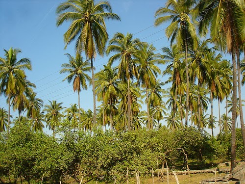 Colima: Recursos de Colima