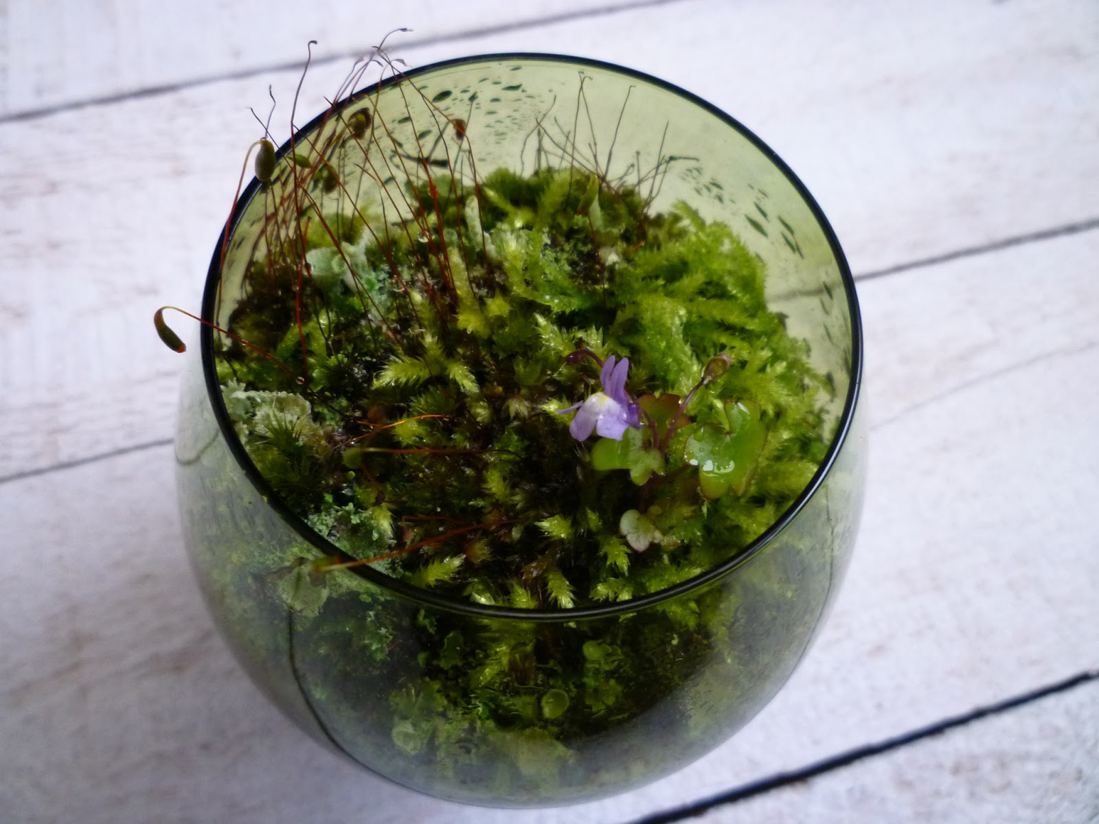 *starking crafty and party*: moss terrarium for mum