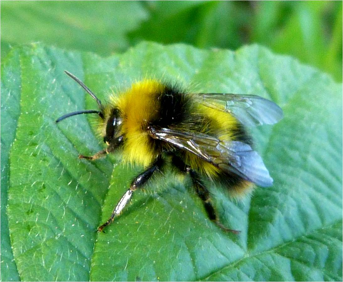 Insects of Scotland: Bees/Wasps/Ichneumons/Sawflies/Ants