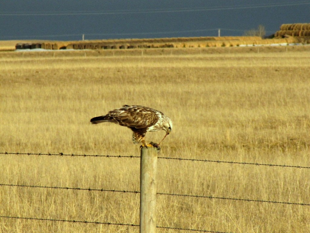 Birding Is Fun!: Raptor Creeping