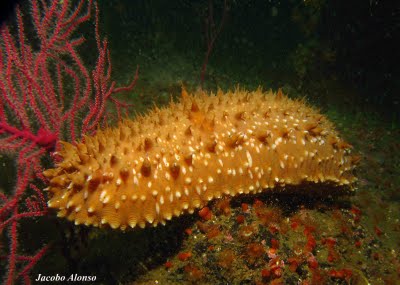 Ciències Naturals 2022-23: Els equinoderms