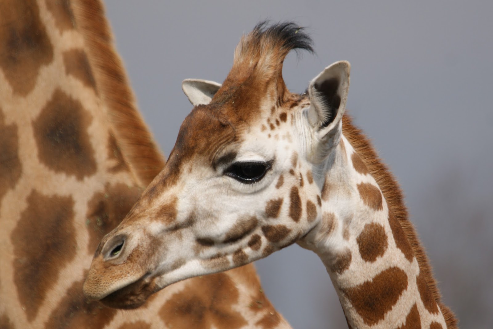 Zoogdieren: 'Alle' 68 Soorten