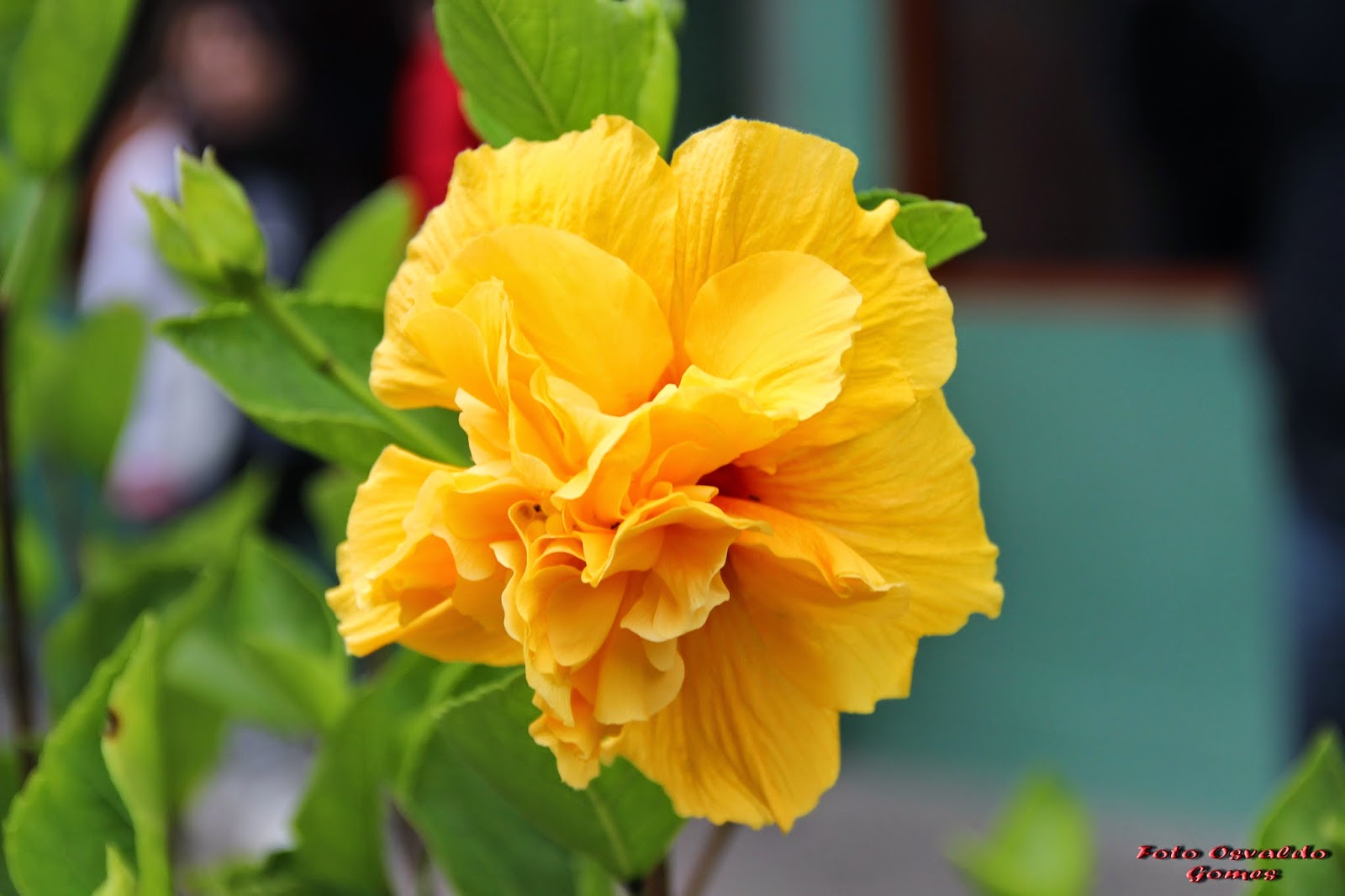 Álbum de Fotos: Fotos de Hibisco