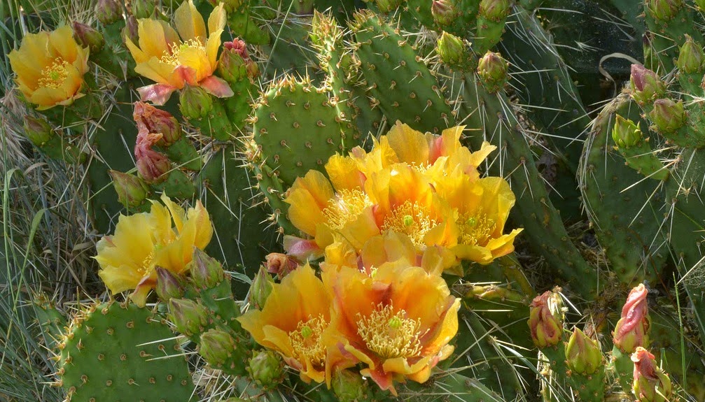 El Gran Cañón del Colorado: Flora