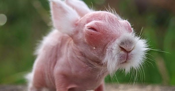 ¿Podrías reconocer a los animales, sin su pelaje? - Mundo Feliz