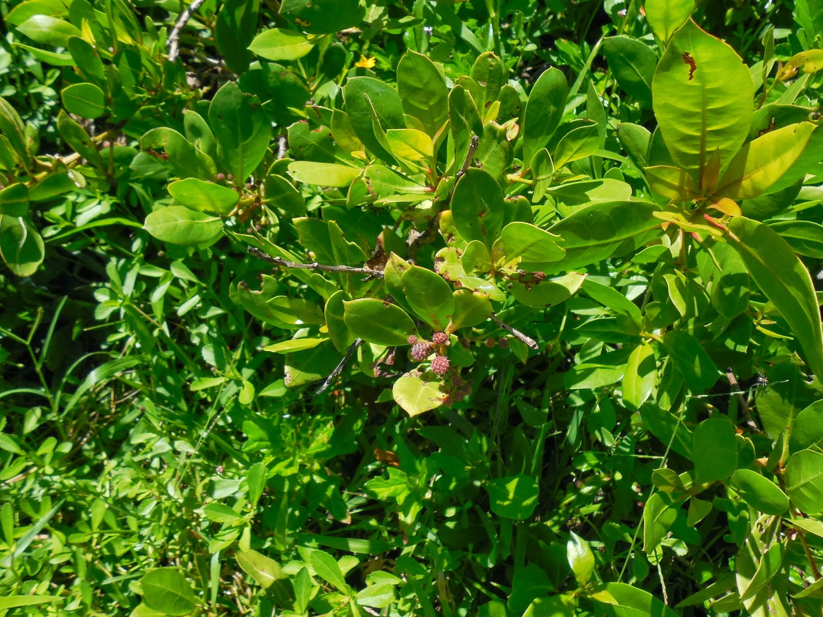 INVENTARIO DE ESPECIES EN EL SECTOR EL PASTILLO ISABELA, PUERTO RICO ...