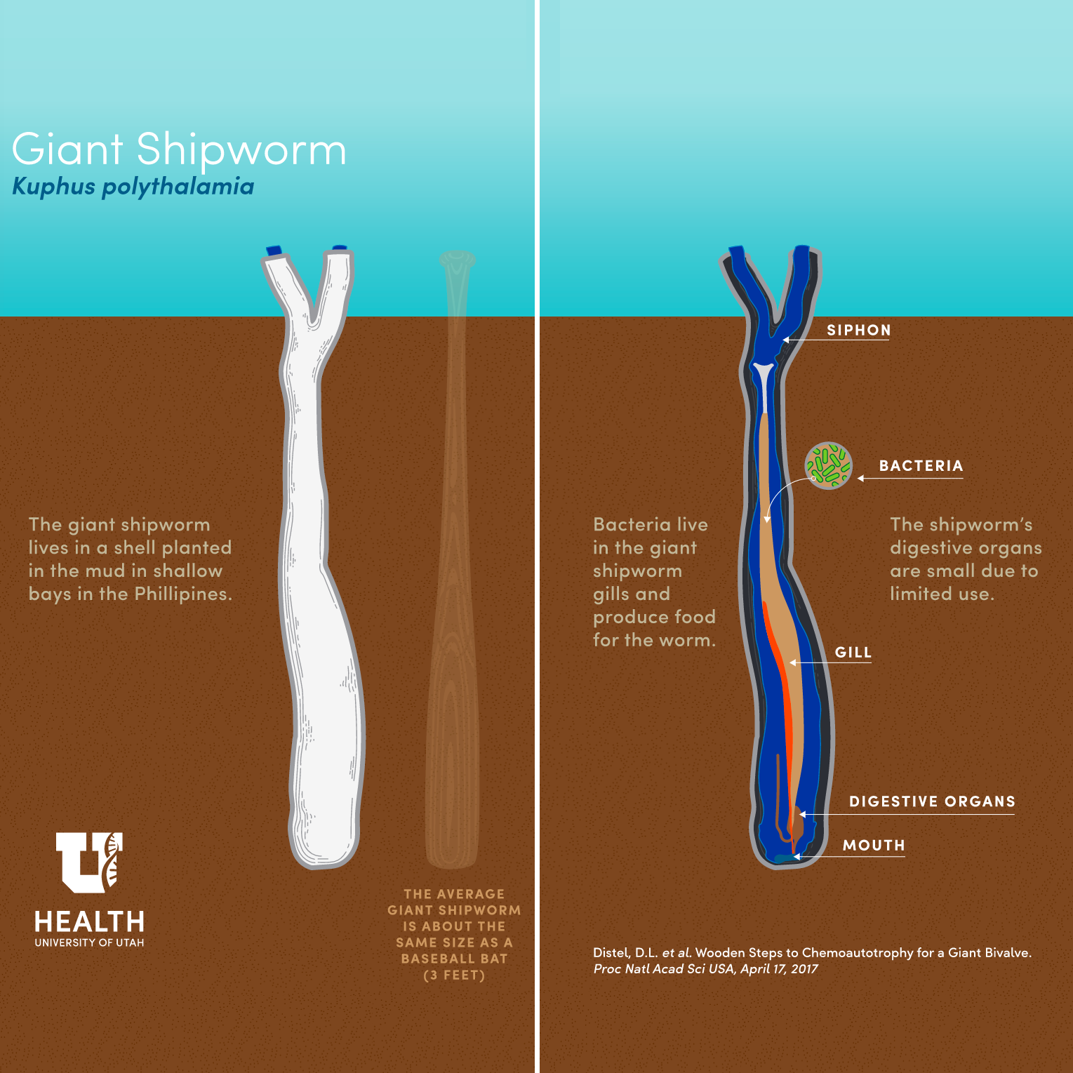 Species New to Science: [Mollusca • 2017] Discovery of Chemoautotrophic ...