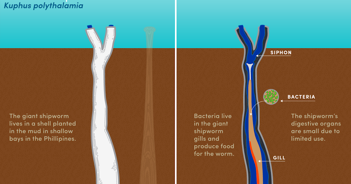 Species New to Science: [Mollusca • 2017] Discovery of Chemoautotrophic ...