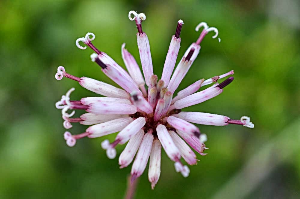 Space Coast Wildflowers: Malabar Scrub Sanctuary, October 4, 2013 ...
