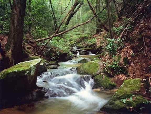 Central Pennsylvania Forestry: Penn State Renewable Natural Resources ...