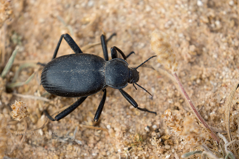 Kuwait Birding: A Quest to the South West