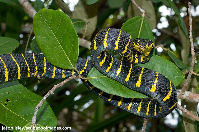 EKOGEO: KEANEKARAGAMAN JENIS ULAR DI INDONESIA