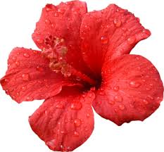 Nine Nights of the Goddess: South Indian Traditions 1 - Shashti