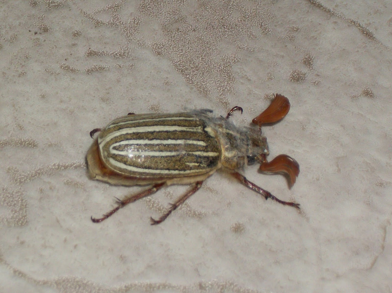 Wake Up People!: Big Scary Bugs