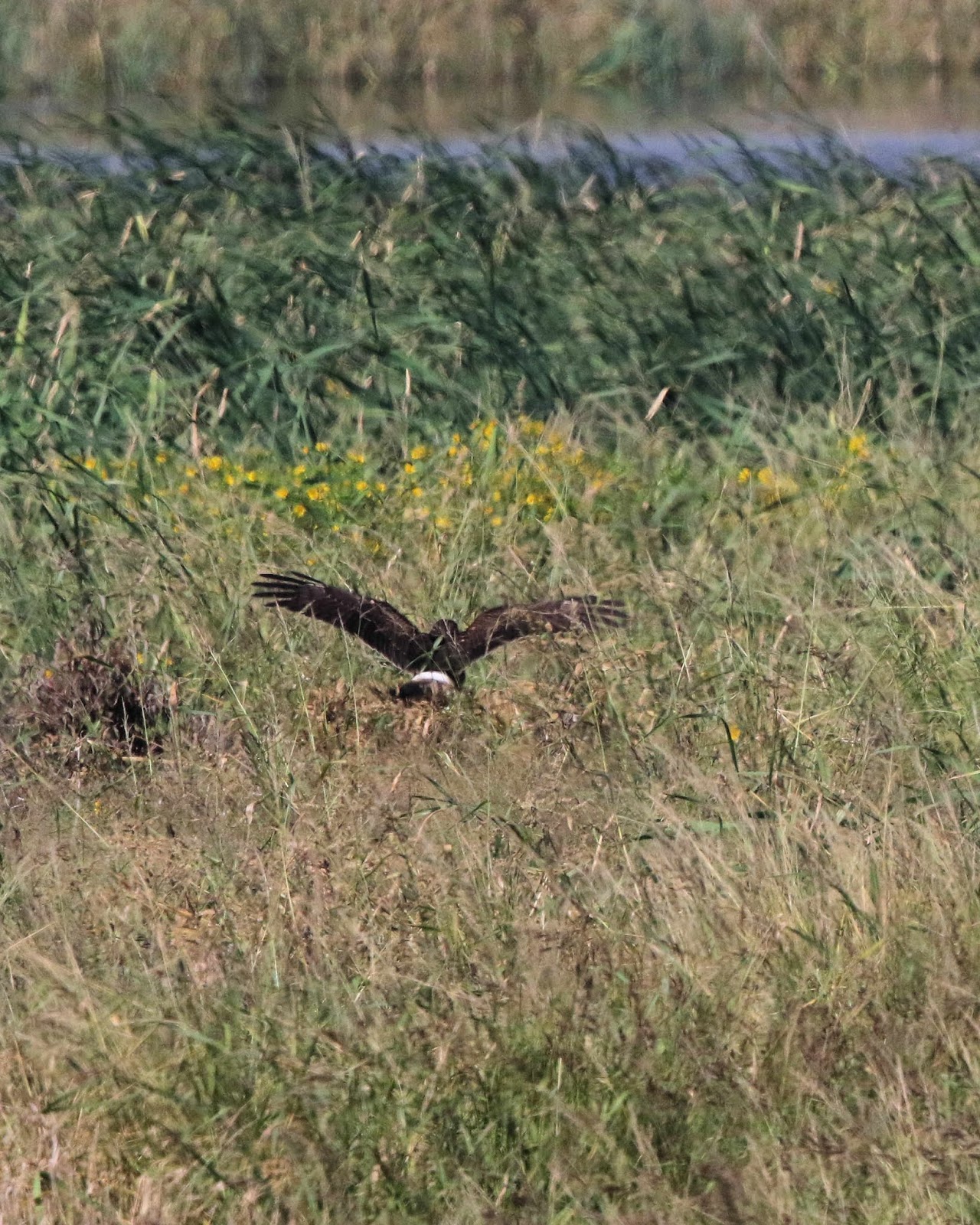 Birds from Behind : Living in the Past...Still...