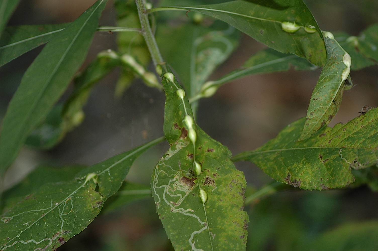 Field Biology in Southeastern Ohio: Plant Galls part 2