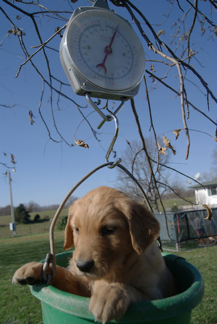 Finley River Retrievers: Hanging Puppies from the Tree!