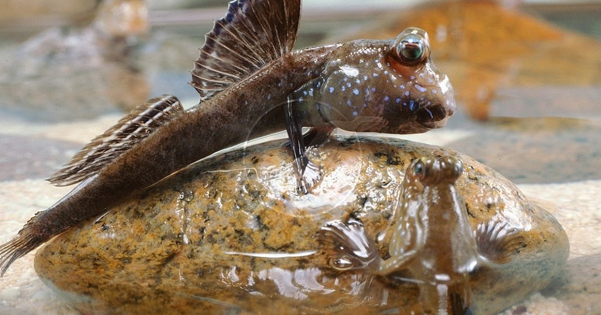 Mudskipper - Fishes World - HD Images & Free Photos