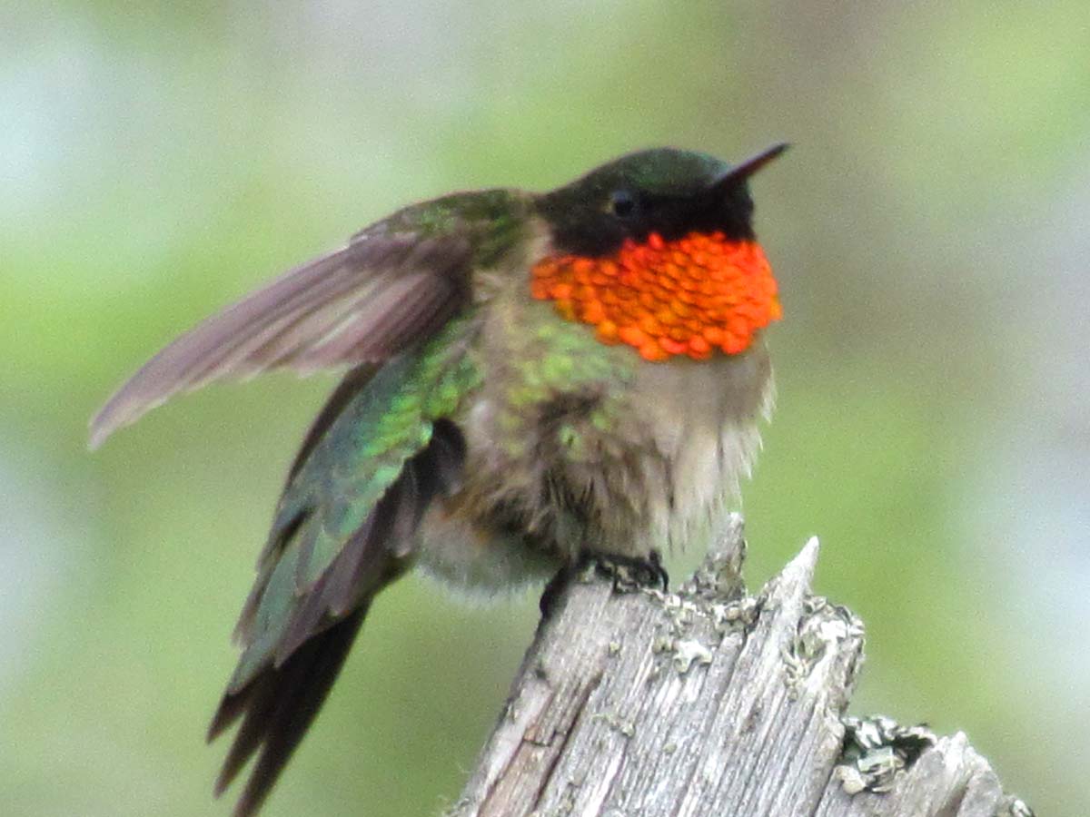 The Agatelady: Adventures and Events: The Marvelous Hummingbird