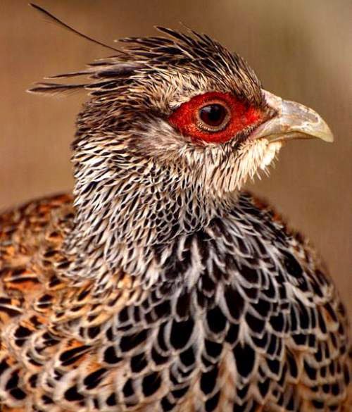 List of Indian Pheasants - Pictures | Birds of India | Bird World