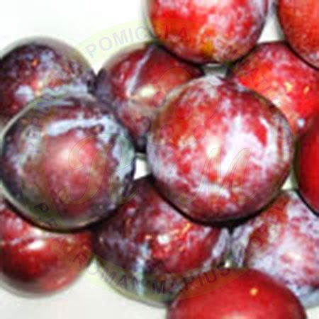 Ferma Florin Pomicultorul: Soiuri de prun